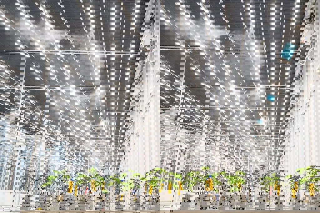 Cannabis Veg Rooms - DutchGreenhouses