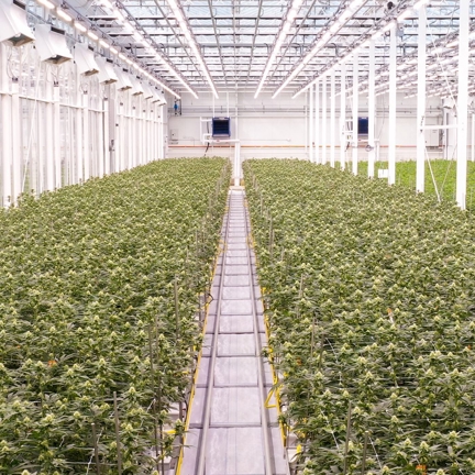 Cannabis Flower Room - DutchGreenhouses