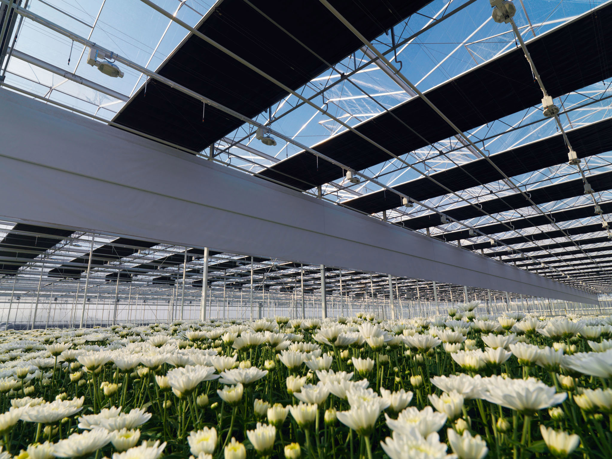Greenhouse screening - DutchGreenhouses