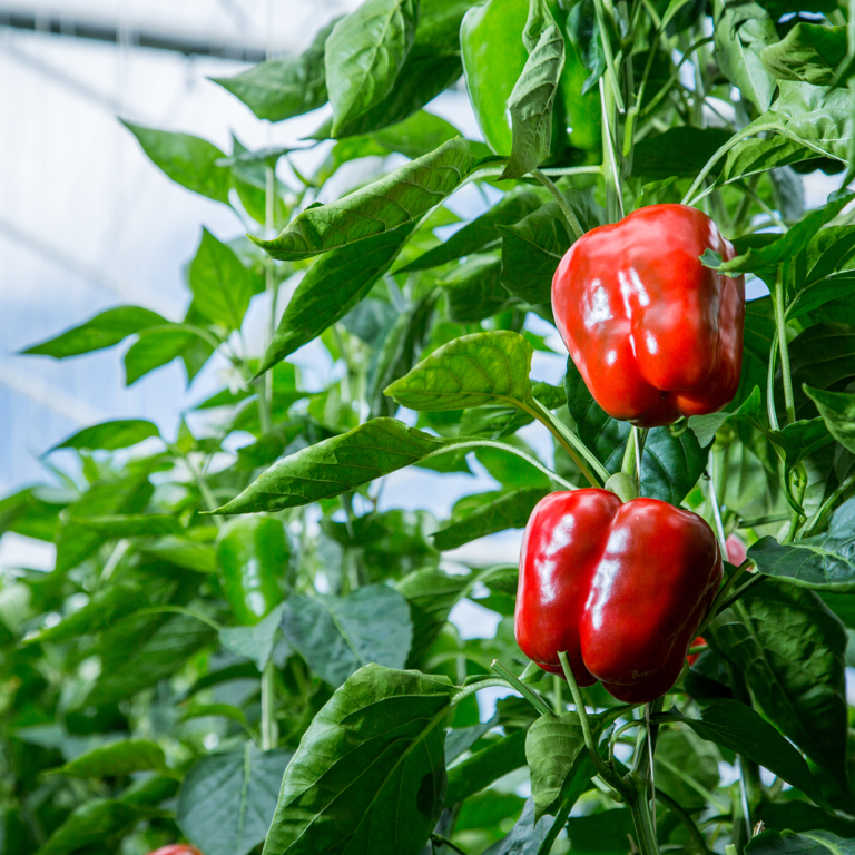 Greenhouse Climate Control: Optimizing Conditions - - DutchGreenhouses