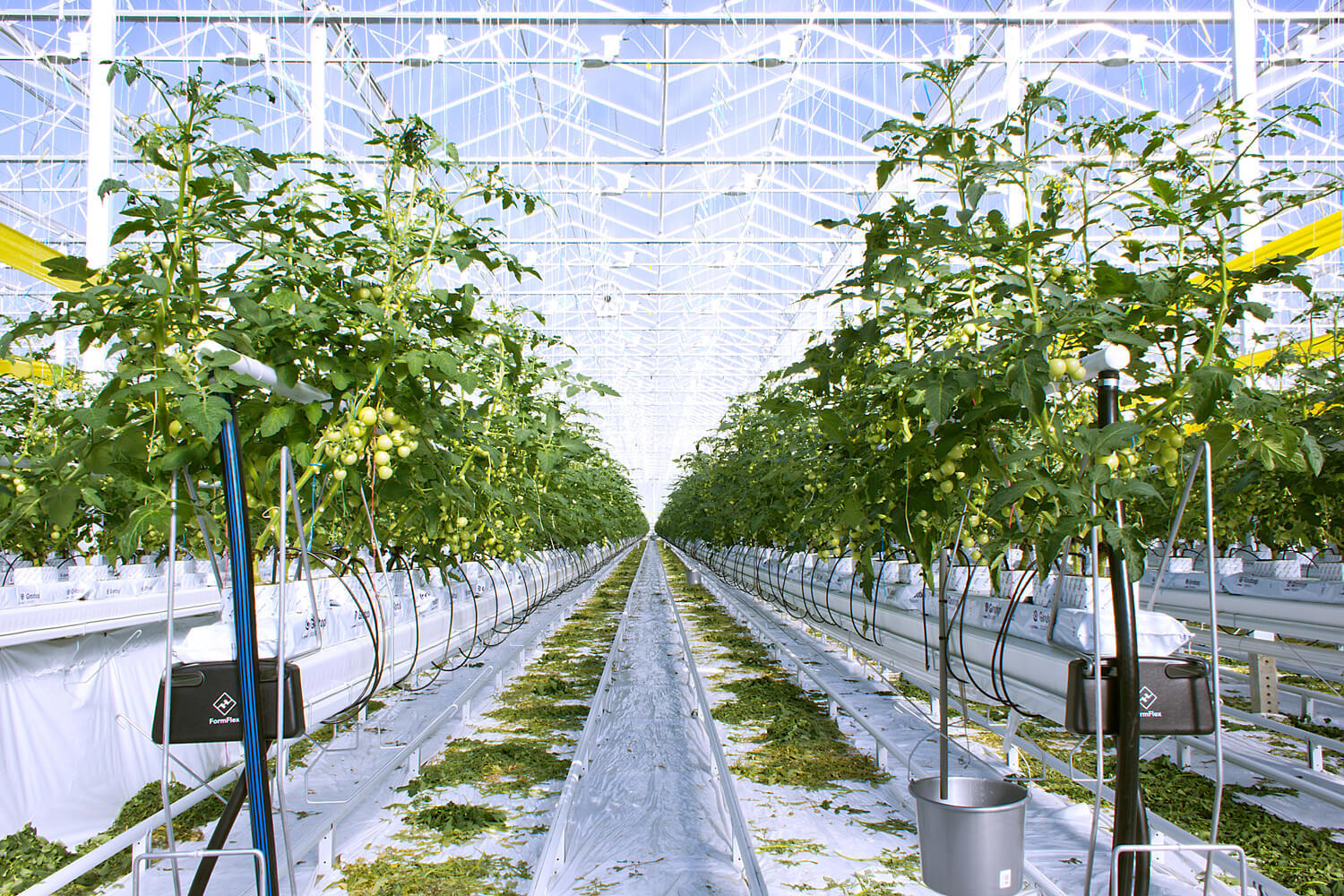 DutchGreenhouses: Designing & building high-tech greenhouse facilities