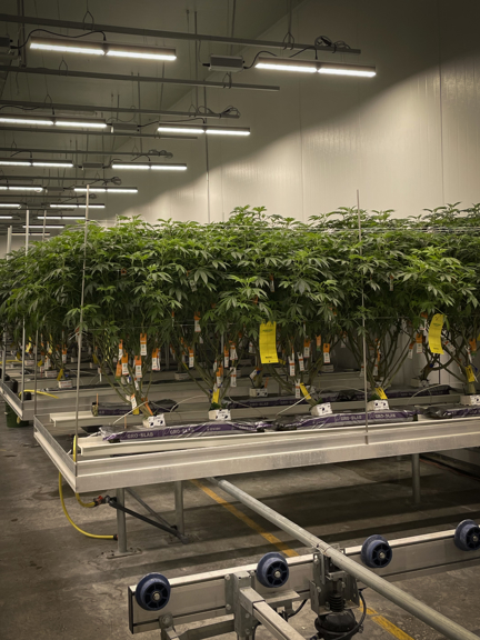 Cannabis Mother Room - DutchGreenhouses