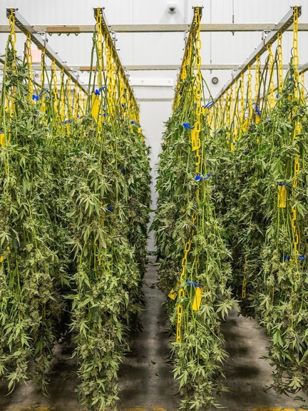 Cannabis Grow Facilities - DutchGreenhouses