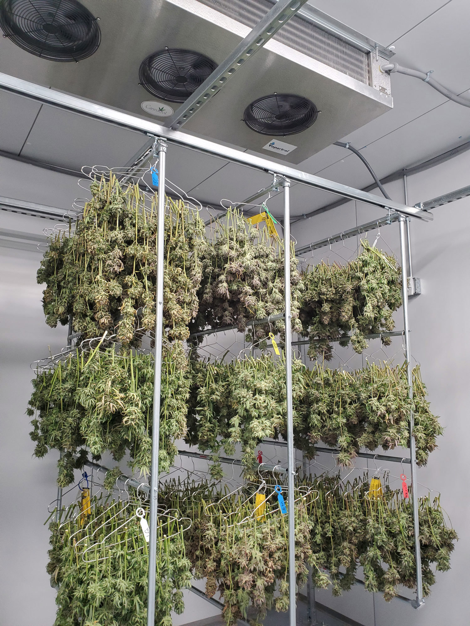 Cannabis Drying Solutions | Dry room - DutchGreenhouses