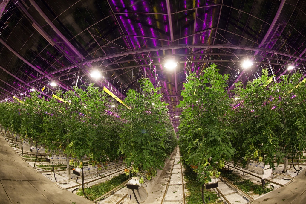 Energy-Efficient Greenhouse Grow Lights | - DutchGreenhouses