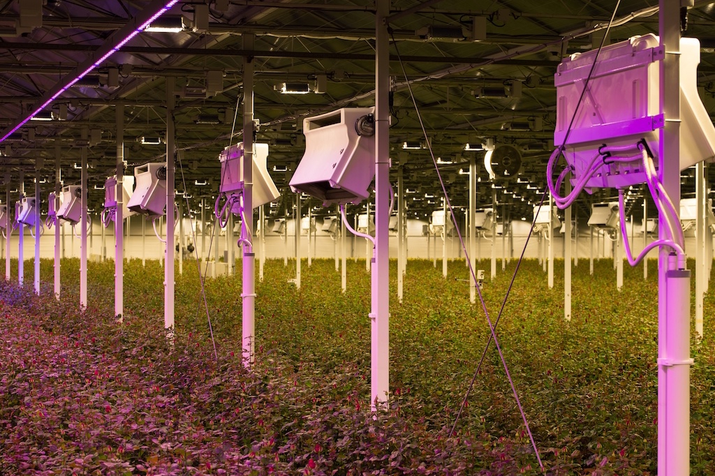 Greenhouse cooling system - DutchGreenhouses