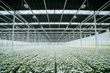 Energy Screens - DutchGreenhouses