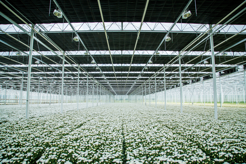 Blackout Screening Solutions - DutchGreenhouses