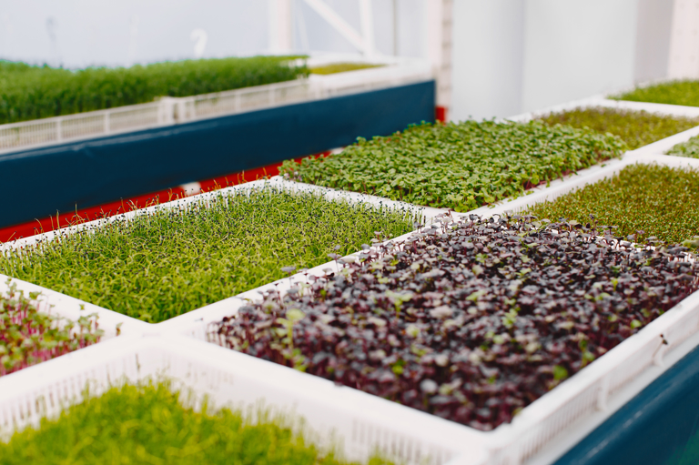 Growing Systems - DutchGreenhouses