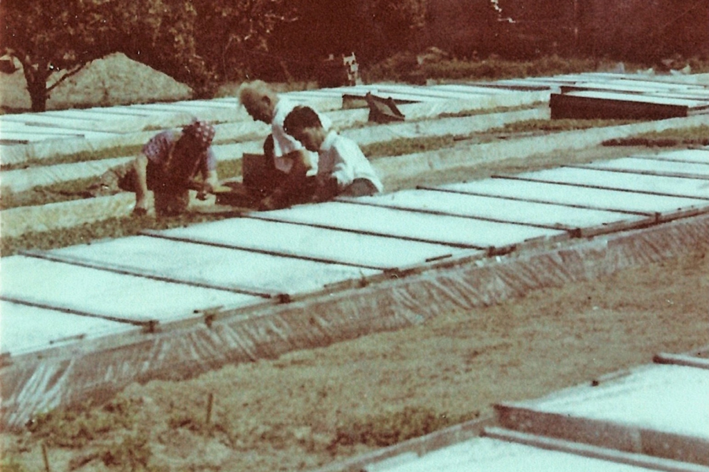 The History of Food Farming: Origins of Greenhouse Horticulture ...