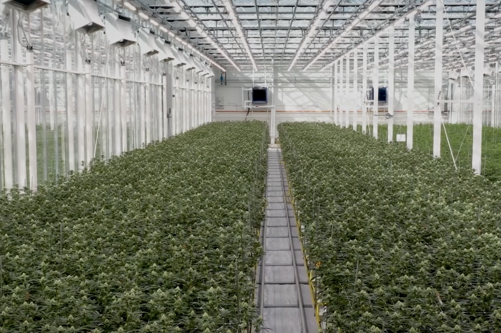 Greenhouse Climate Control: Optimizing Conditions - - DutchGreenhouses