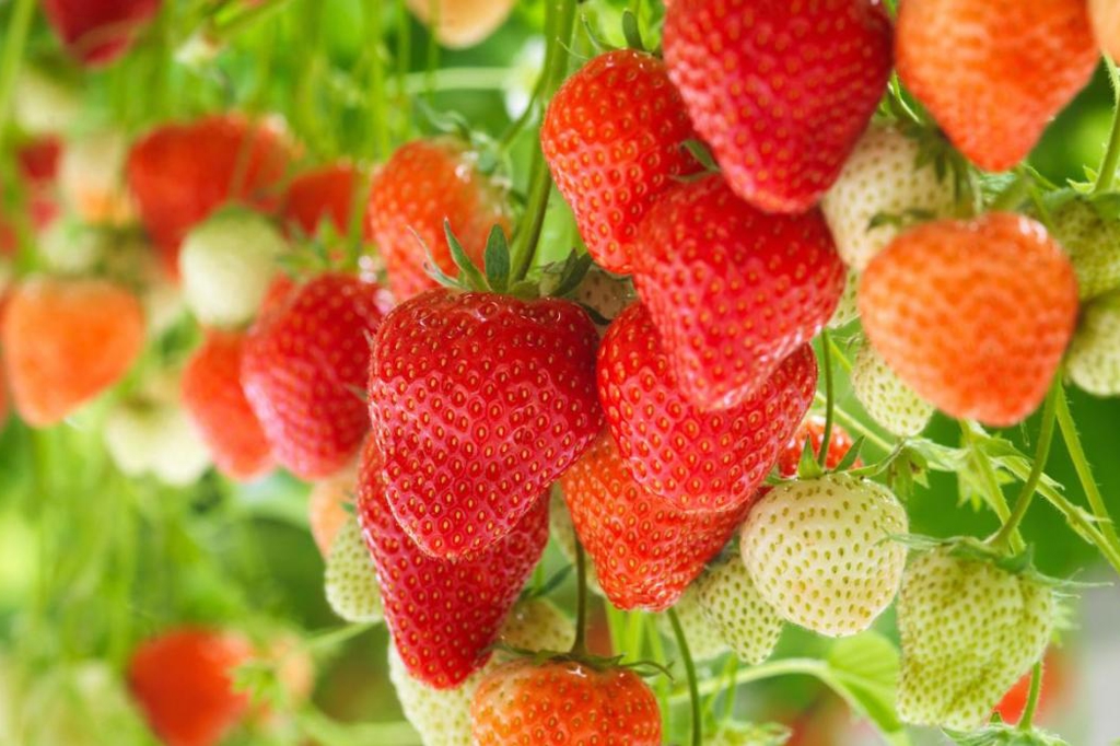 Indoor Strawberries - DutchGreenhouses