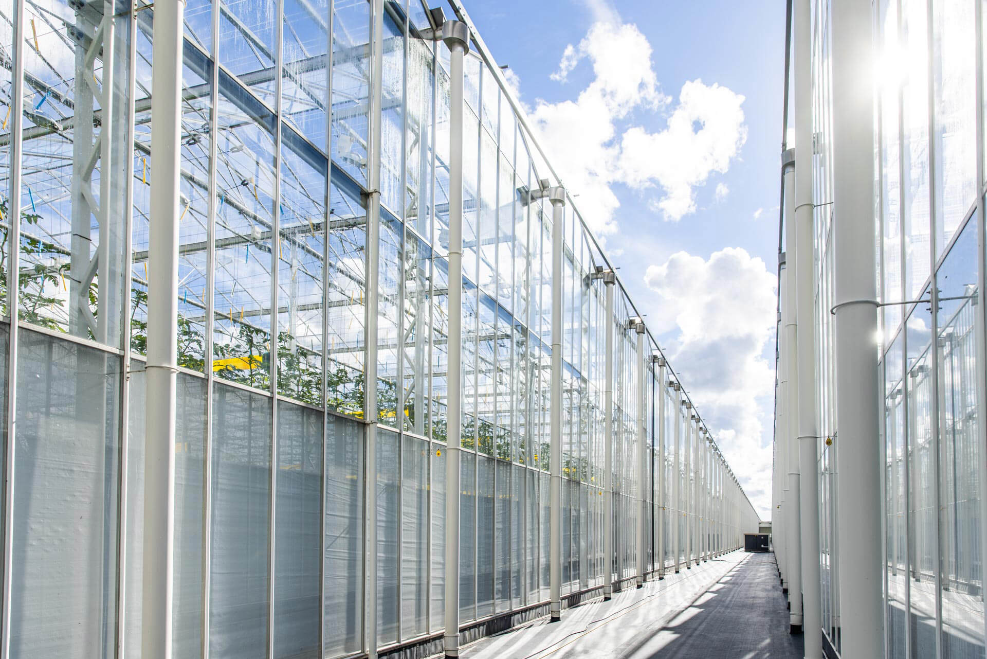 Greenhouse watering system - Easy Irrigation - DutchGreenhouses