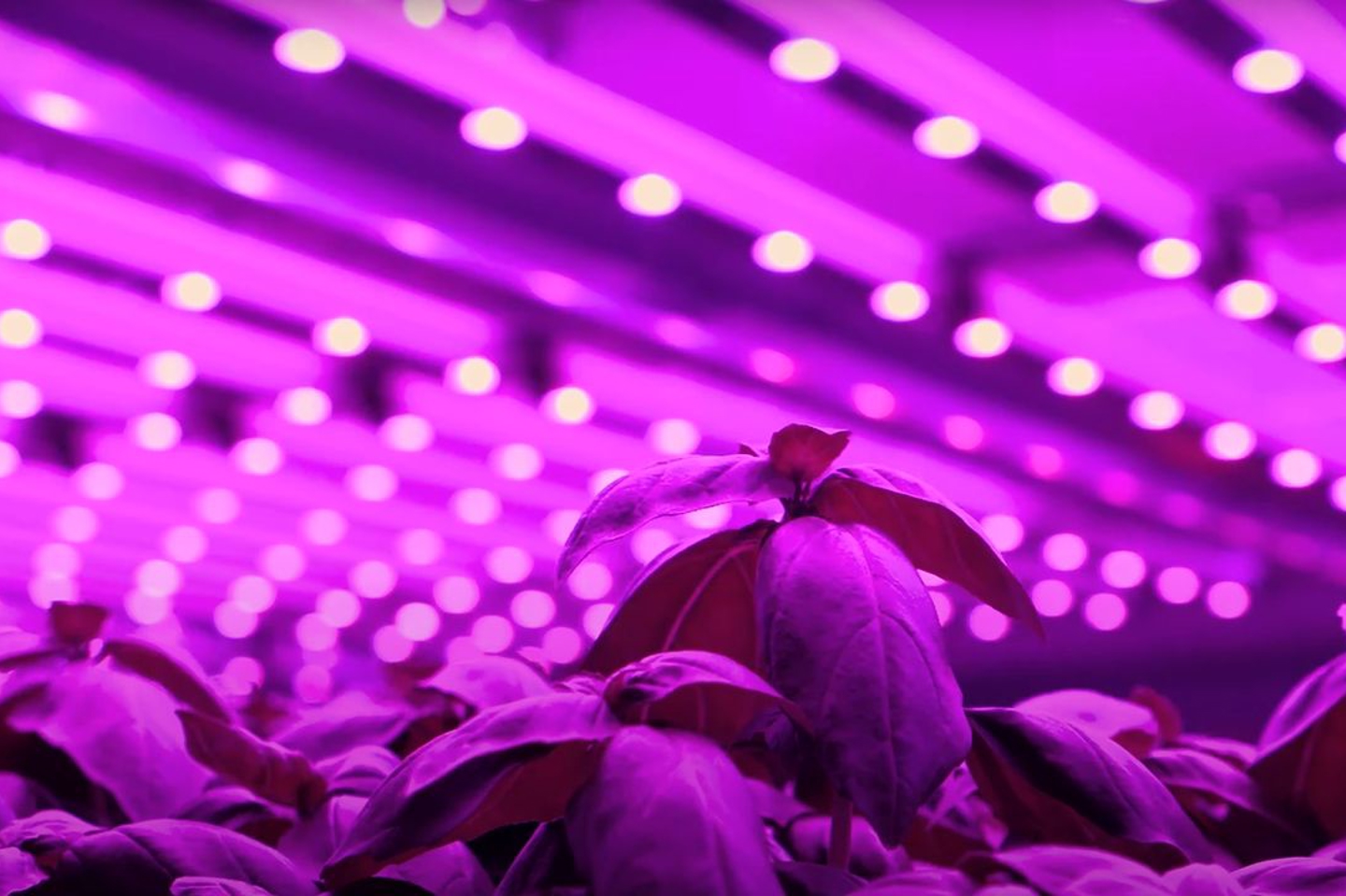 Grow Lights - DutchGreenhouses