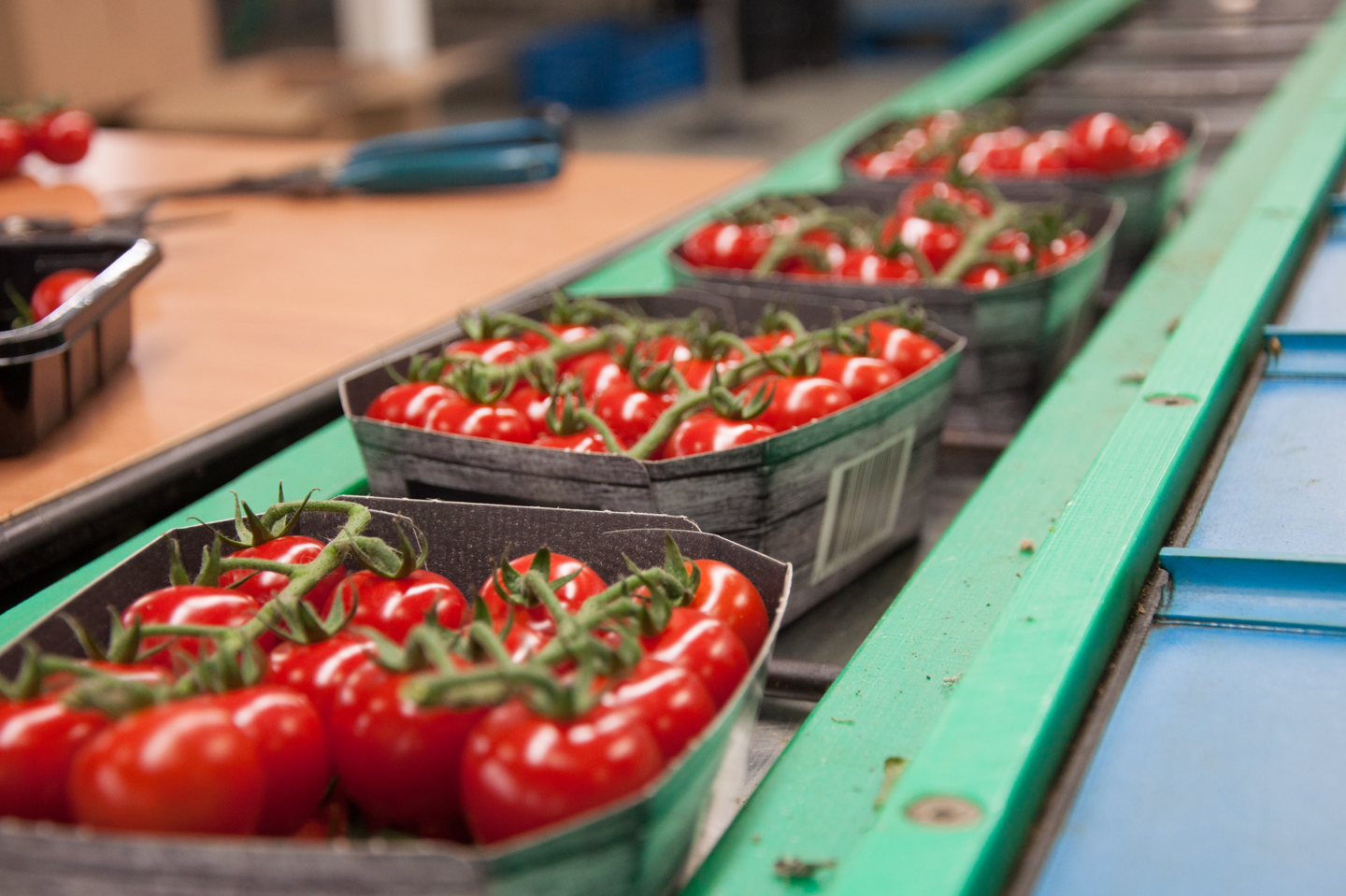 Tomatoes greenhouse - DutchGreenhouses