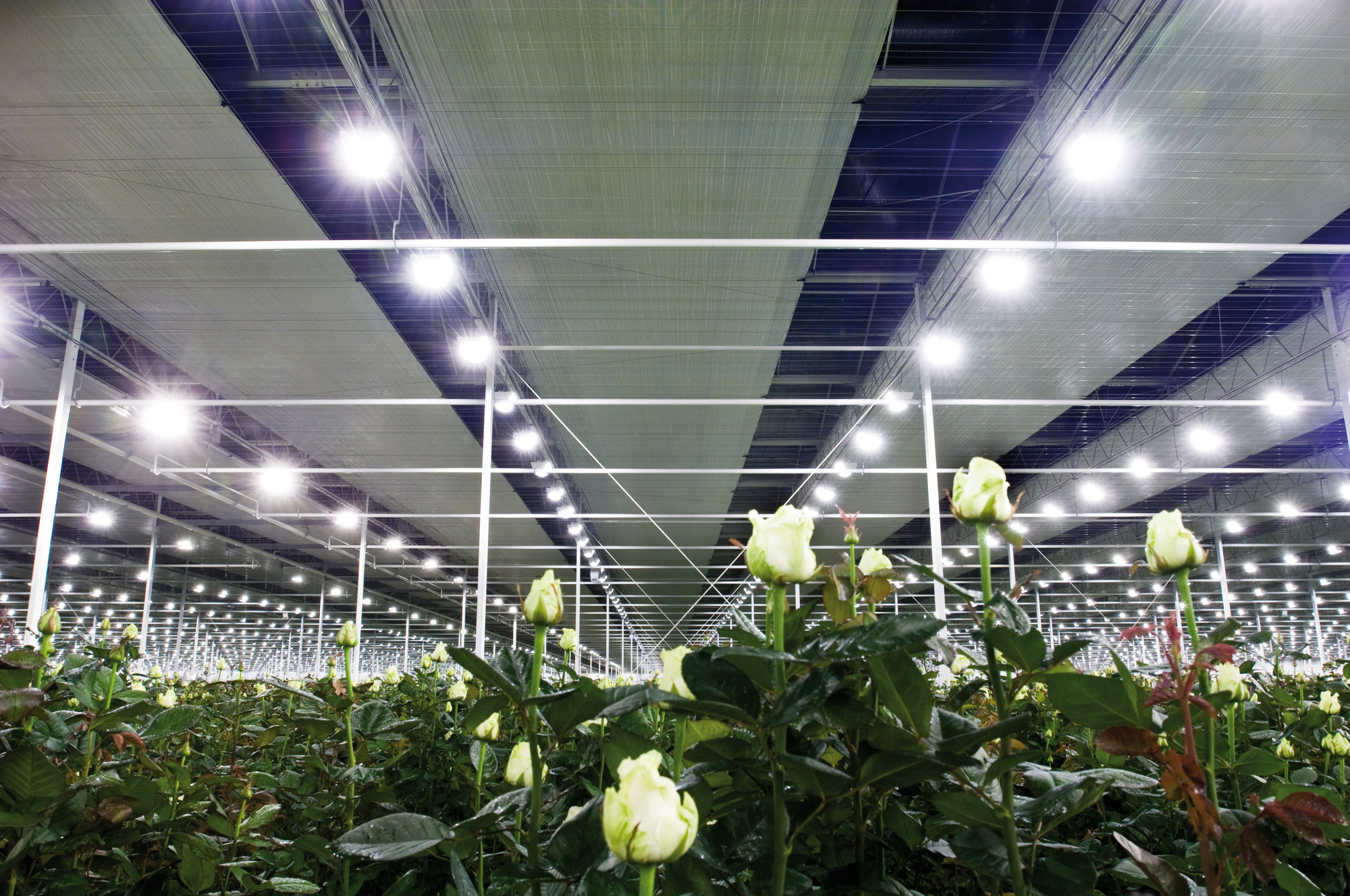 Greenhouse screening - DutchGreenhouses